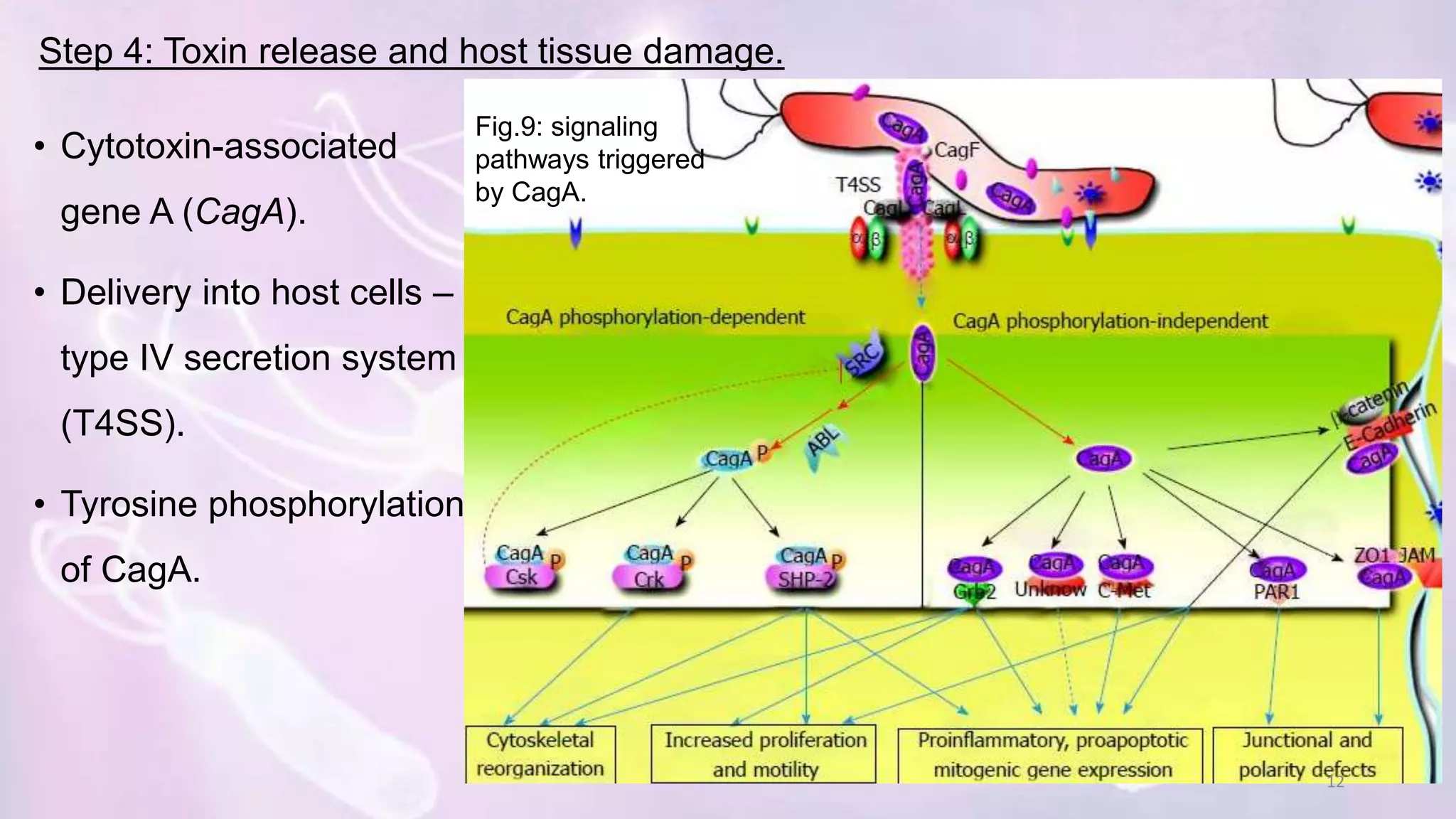 40513175_ebh 2023_MIC09800_helicobacter pylori ppt..pptx