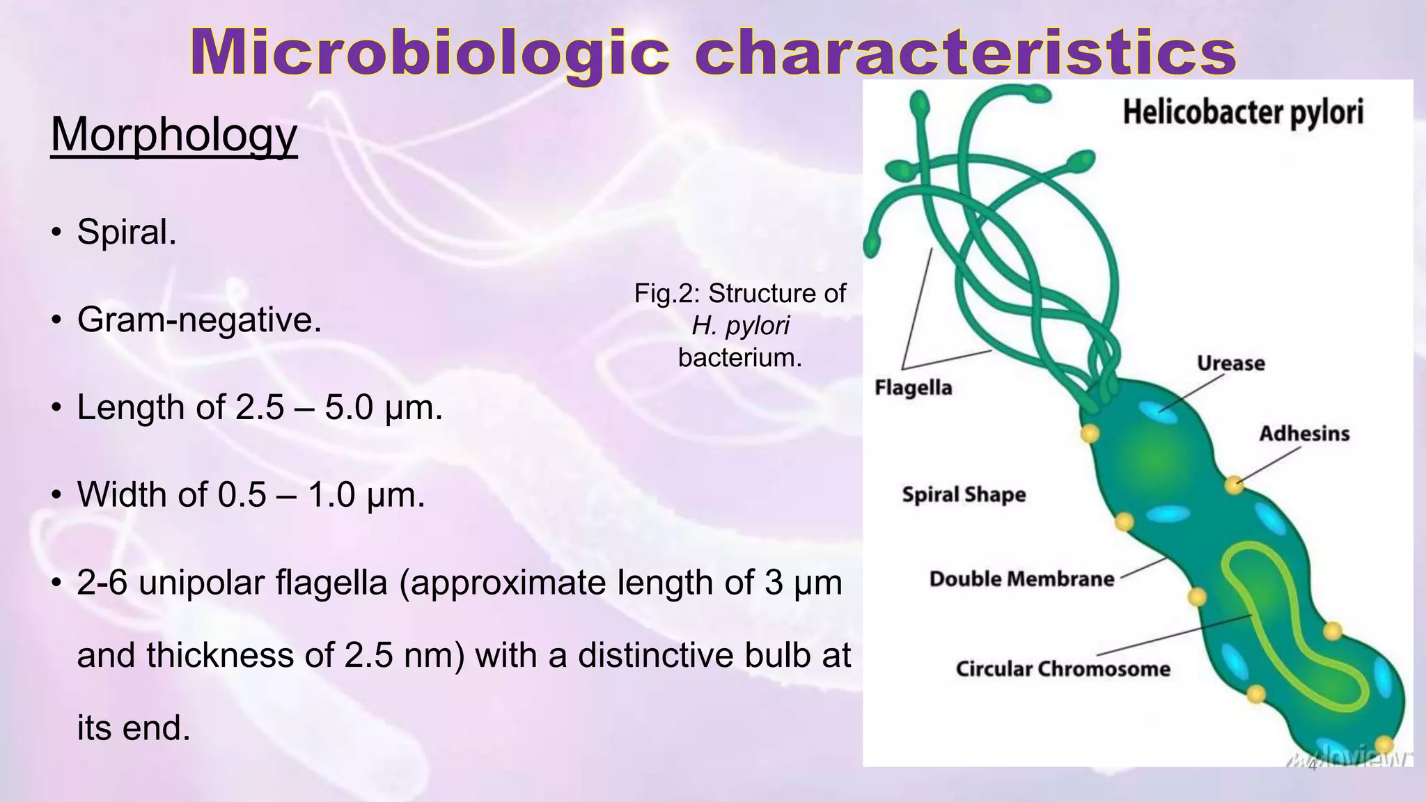 40513175_ebh 2023_MIC09800_helicobacter pylori ppt..pptx
