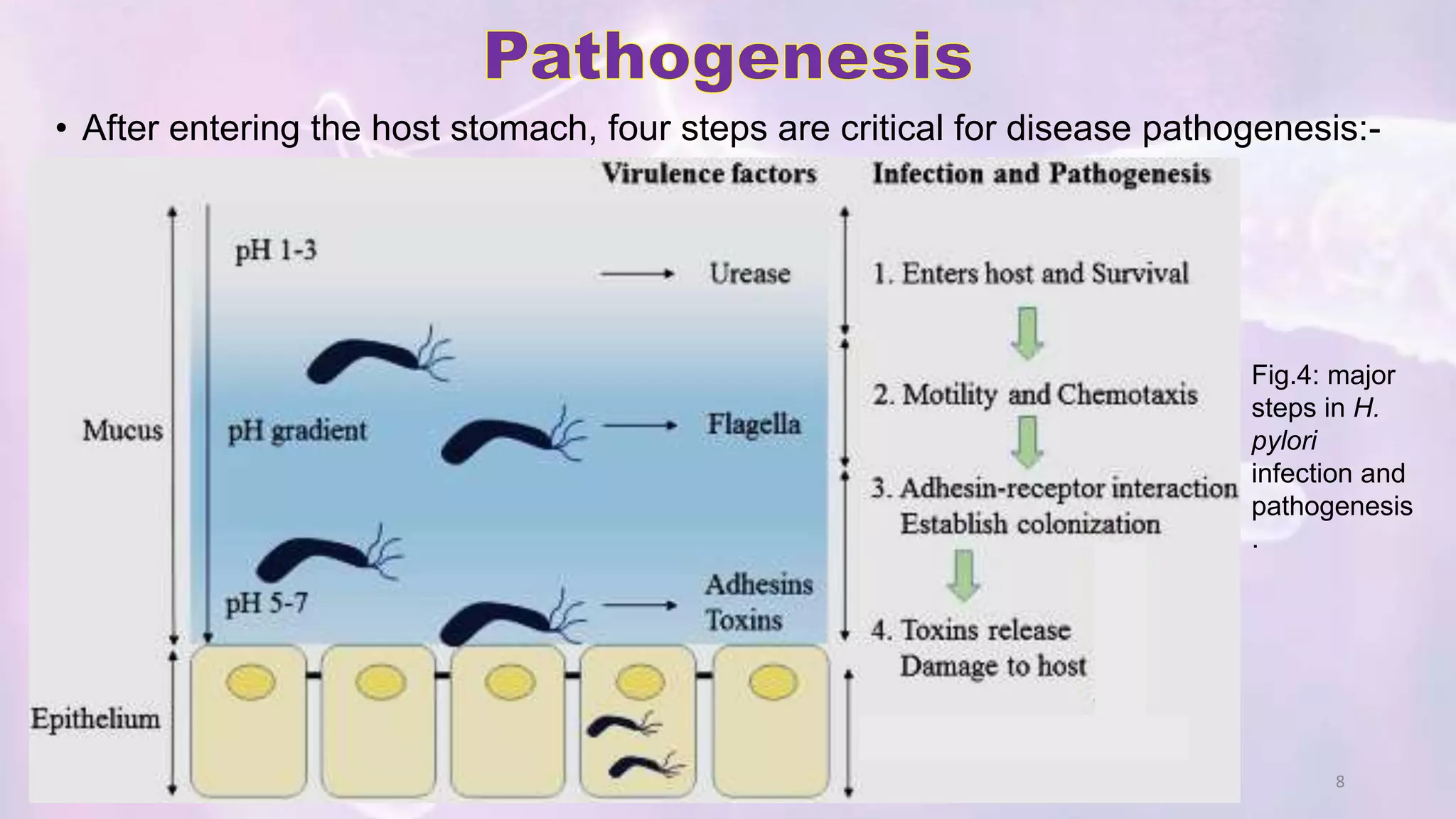40513175_ebh 2023_MIC09800_helicobacter pylori ppt..pptx