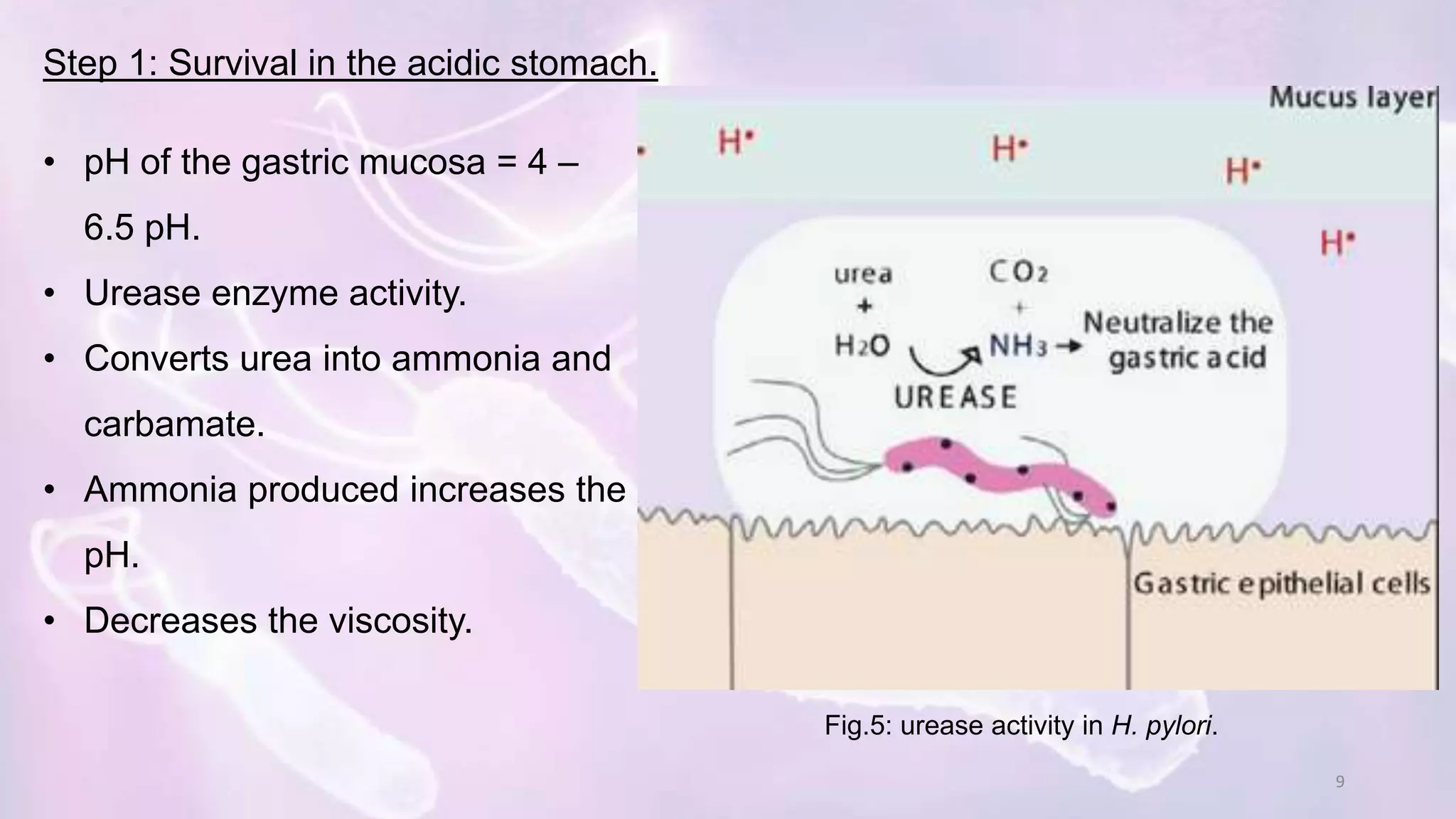 40513175_ebh 2023_MIC09800_helicobacter pylori ppt..pptx
