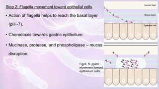 40513175_ebh 2023_MIC09800_helicobacter pylori ppt..pptx