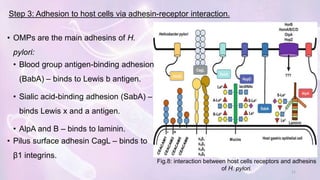 40513175_ebh 2023_MIC09800_helicobacter pylori ppt..pptx