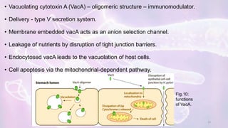40513175_ebh 2023_MIC09800_helicobacter pylori ppt..pptx