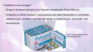 40513175_ebh 2023_MIC09800_helicobacter pylori ppt..pptx