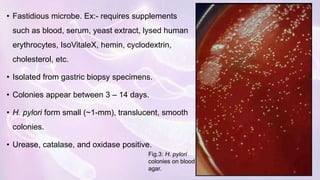 40513175_ebh 2023_MIC09800_helicobacter pylori ppt..pptx