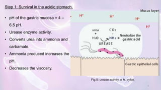 40513175_ebh 2023_MIC09800_helicobacter pylori ppt..pptx | Digestive ...