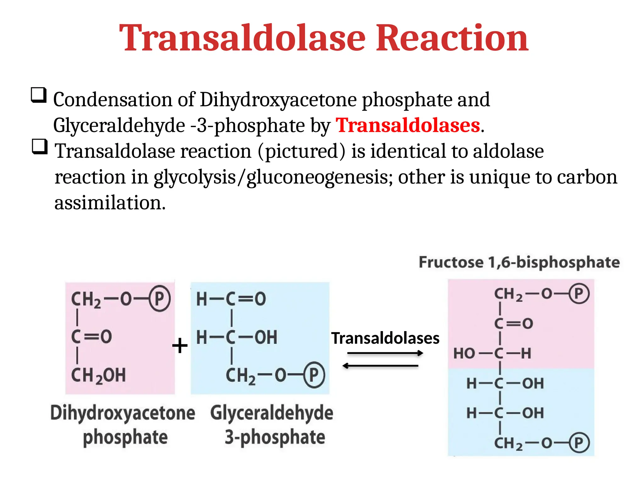 Starch-and-Sucrose-metabolism-ppptx.pptx