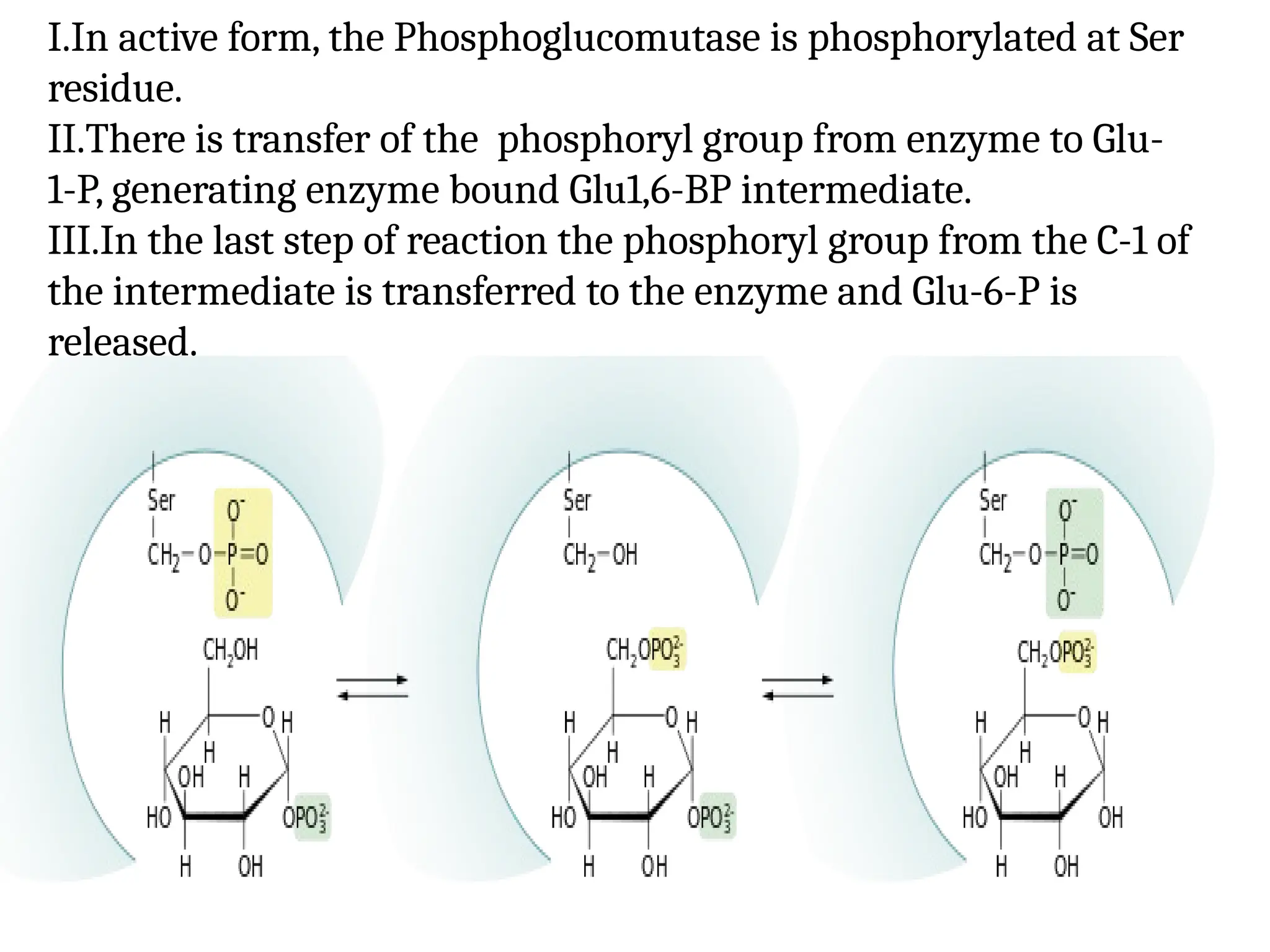 Starch-and-Sucrose-metabolism-ppptx.pptx