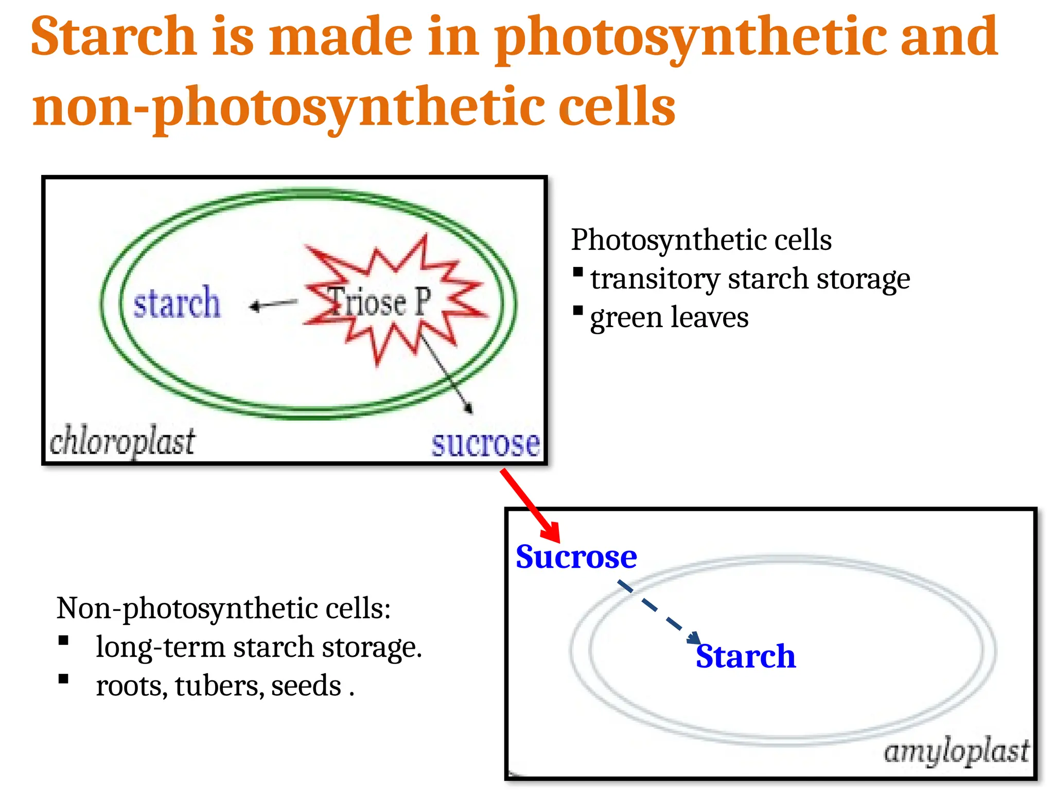 Starch-and-Sucrose-metabolism-ppptx.pptx