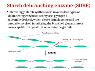 Starch-and-Sucrose-metabolism-ppptx.pptx