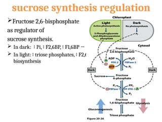 Starch-and-Sucrose-metabolism-ppptx.pptx