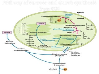Starch-and-Sucrose-metabolism-ppptx.pptx
