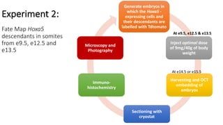 Dima Chaar Senior Thesis presentation | PPT