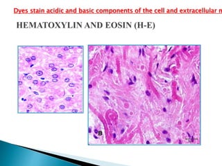 123 Types of microscopes & Microtechniques | PPT