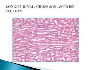 123 Types of microscopes & Microtechniques | PPT