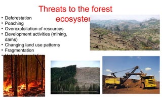 Forest ecosystem -its types and functions | PPT