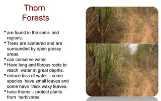 406445924-Forest-Ecosystem-ppt of ecosystem | PPT