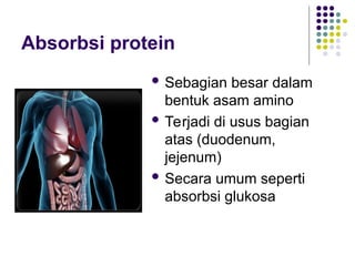 407566122-Anatomi-Fisiologi-Sistem-Pencernaan.ppt