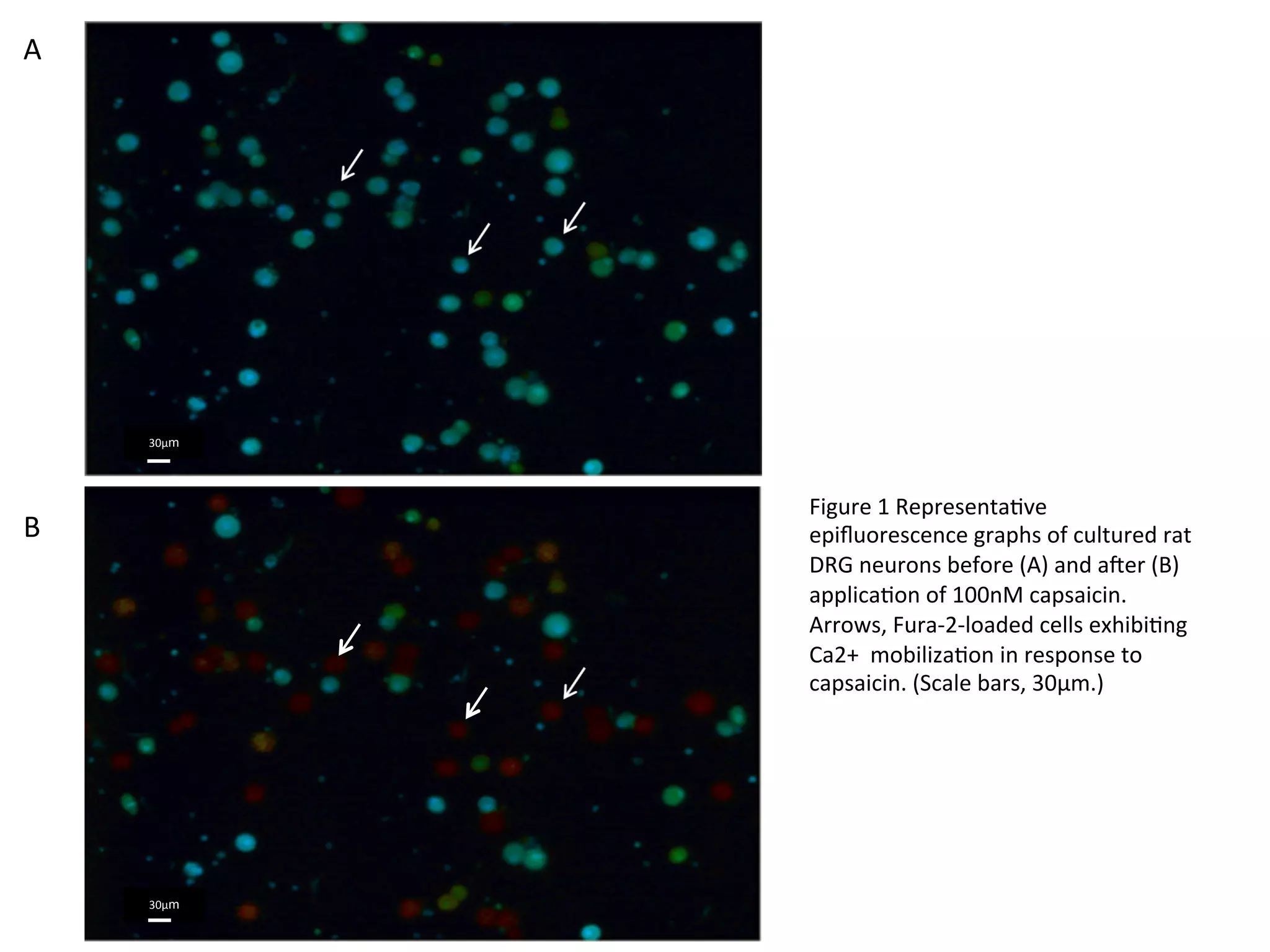 031615 calcium imaging RTX paper draft | PPT