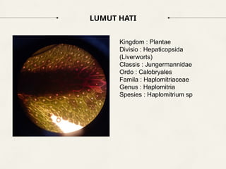 408147609-lumut-SD4,5,6-Pengertian,Bentuk,Jenis-jenis Lumutppt.pptx
