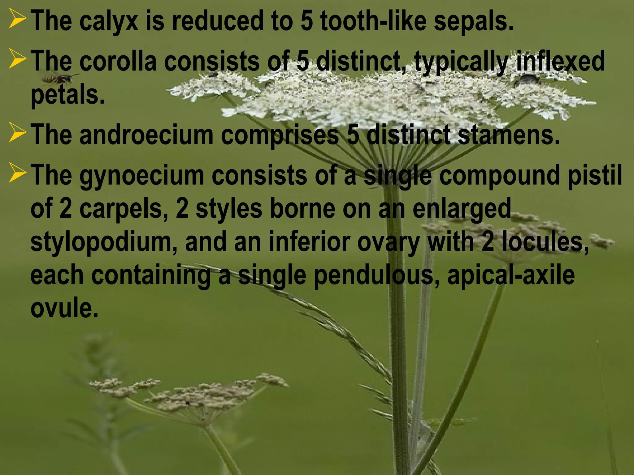 Family Umbelliferae | PPT