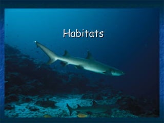 Ecological Habitats PowerPoint Presentation | PPT