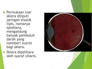 409524135-PPT-Anatomi-Fisiologi-Sistem-Penginderaan.pptx