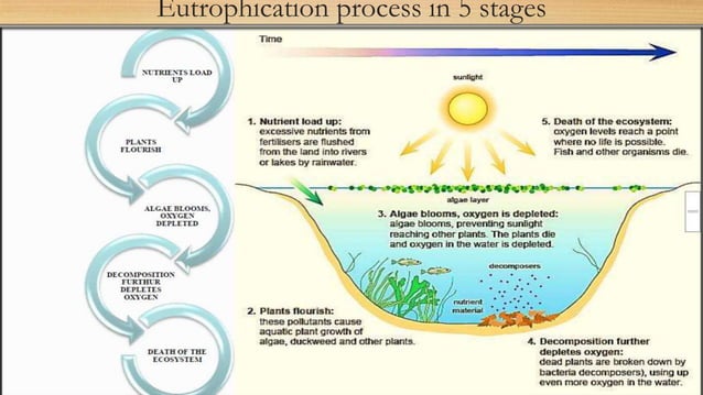 Eutrophication | PPT
