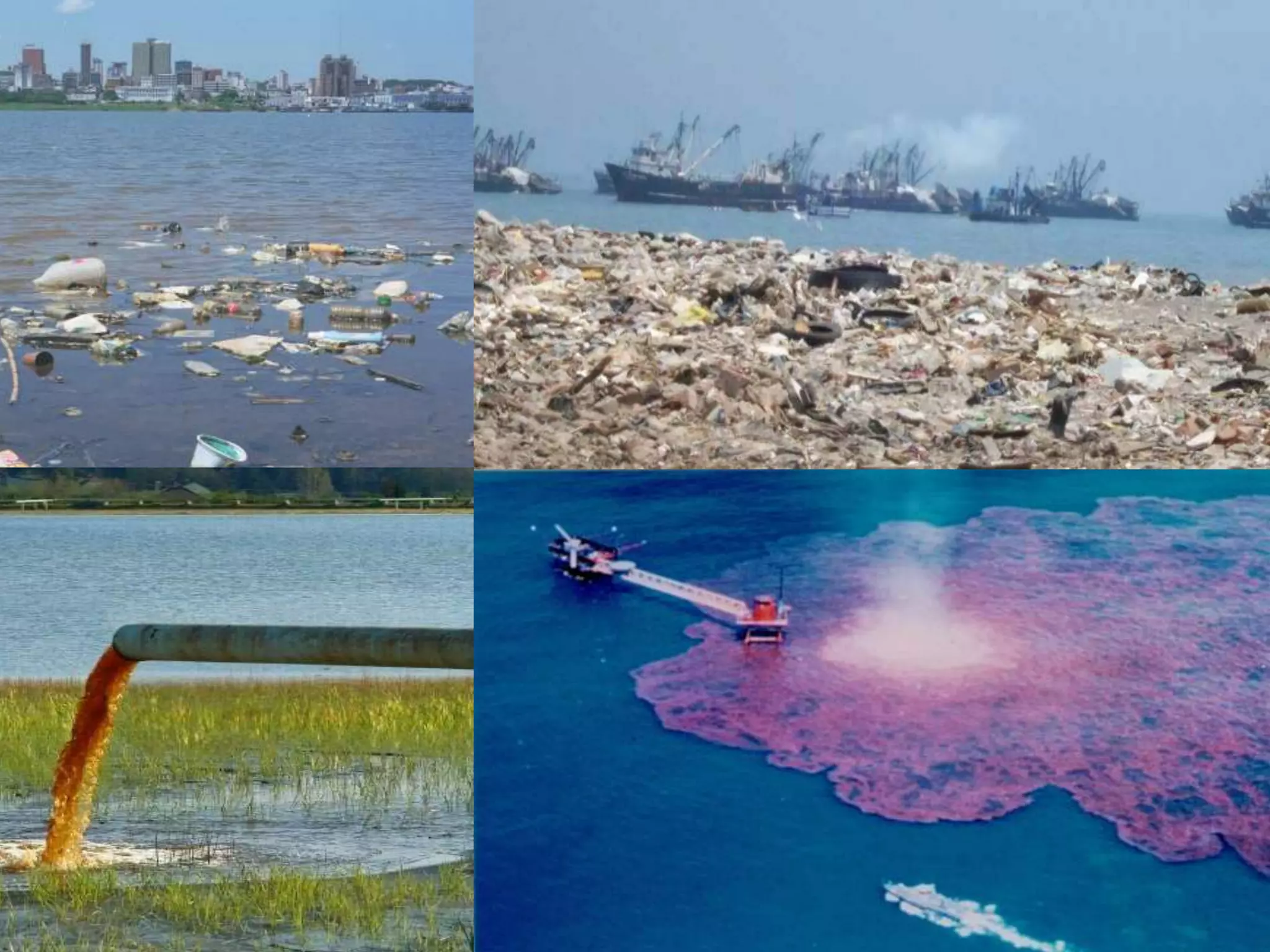 mol·luscs en general | PPTX