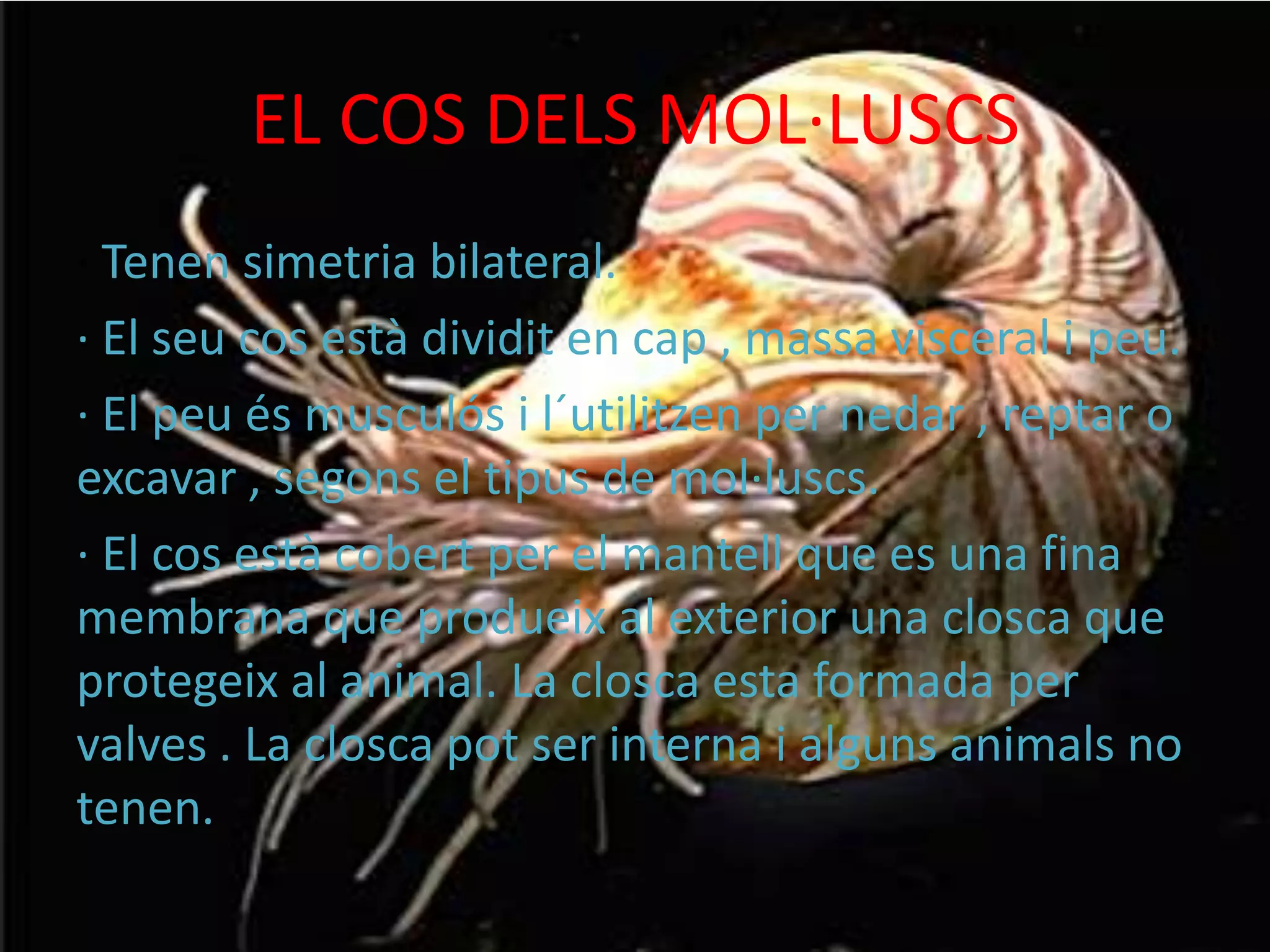 mol·luscs en general | PPT