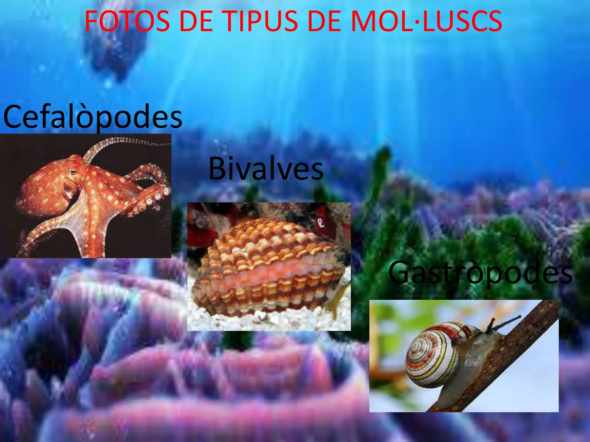 mol·luscs en general | PPT