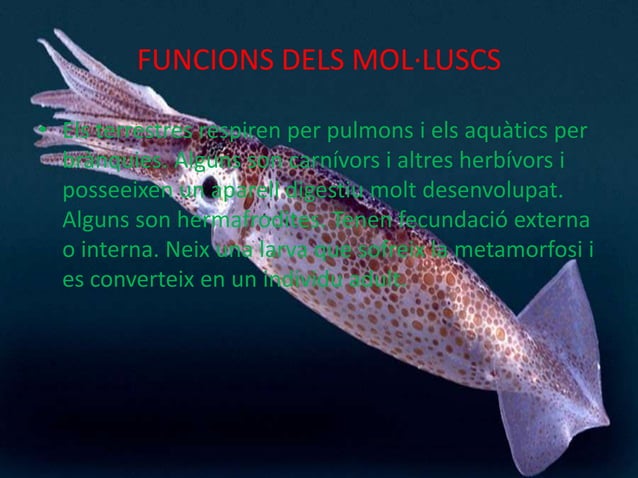 mol·luscs en general | PPT