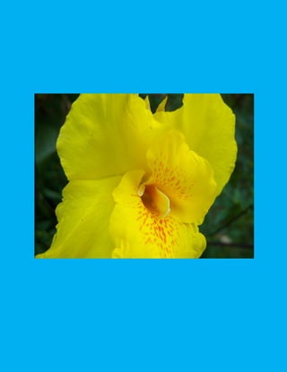 40pic microshoot | PDF