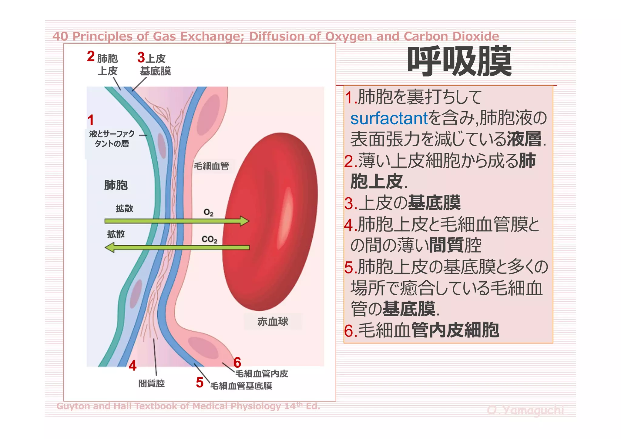 40 principles of gas exchange; diffusion of oxygen and carbon dioxide ...