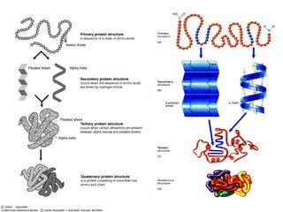form 4 biology chap 4 pt3 | PPT