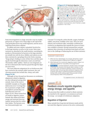 41 animal nutrition | PDF