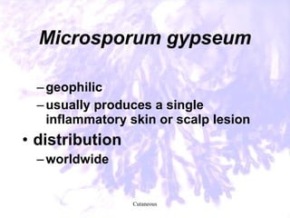 41. laboratory diagnosis of common fungal diseases | PPT