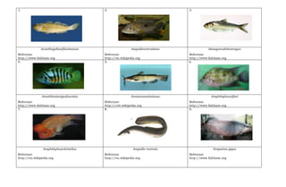 41 permen-kp-2014-ttg-larangan-pemasukan-jenis-ikan-berbahaya | PDF