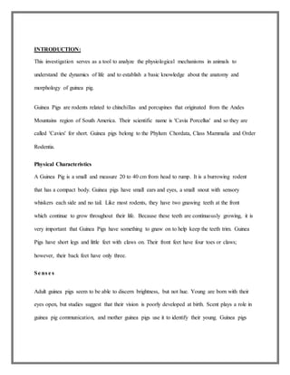Lab Report on Guinea Pig | DOCX