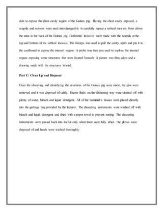 Lab Report on Guinea Pig | DOCX
