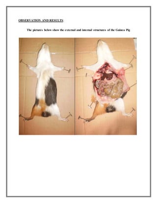 Lab Report on Guinea Pig | DOCX