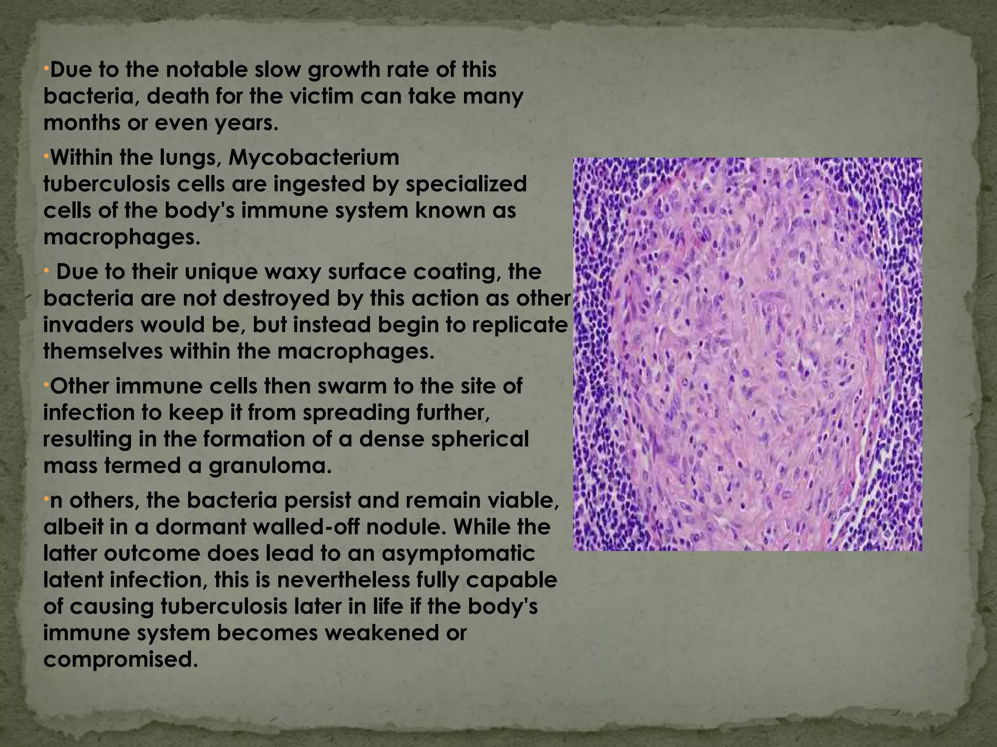 Mycobacterium tuberculosis and Mycobacterium leprae | PPT