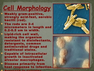 Mycobacterium tuberculosis and Mycobacterium leprae | PPT
