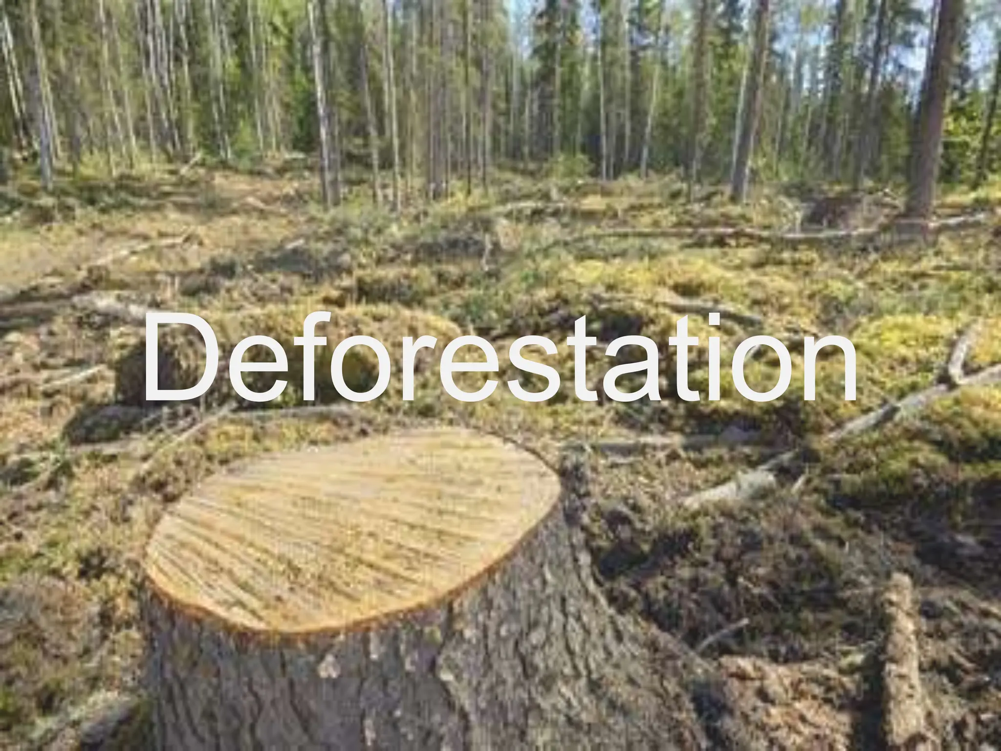 Presenatation on save trees of the world topic.ppt