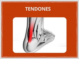 413822000-Tendones-y-Ligamentos.pptx FISIO | PPTX