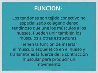 413822000-Tendones-y-Ligamentos.pptx FISIO | PPTX