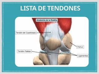 413822000-Tendones-y-Ligamentos.pptx FISIO | PPTX
