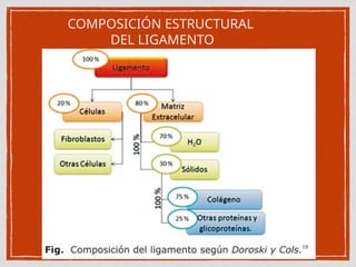 413822000-Tendones-y-Ligamentos.pptx FISIO | PPTX