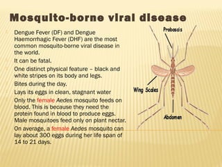 Dengue Fever | PPT | Infectious Diseases | Diseases and Conditions