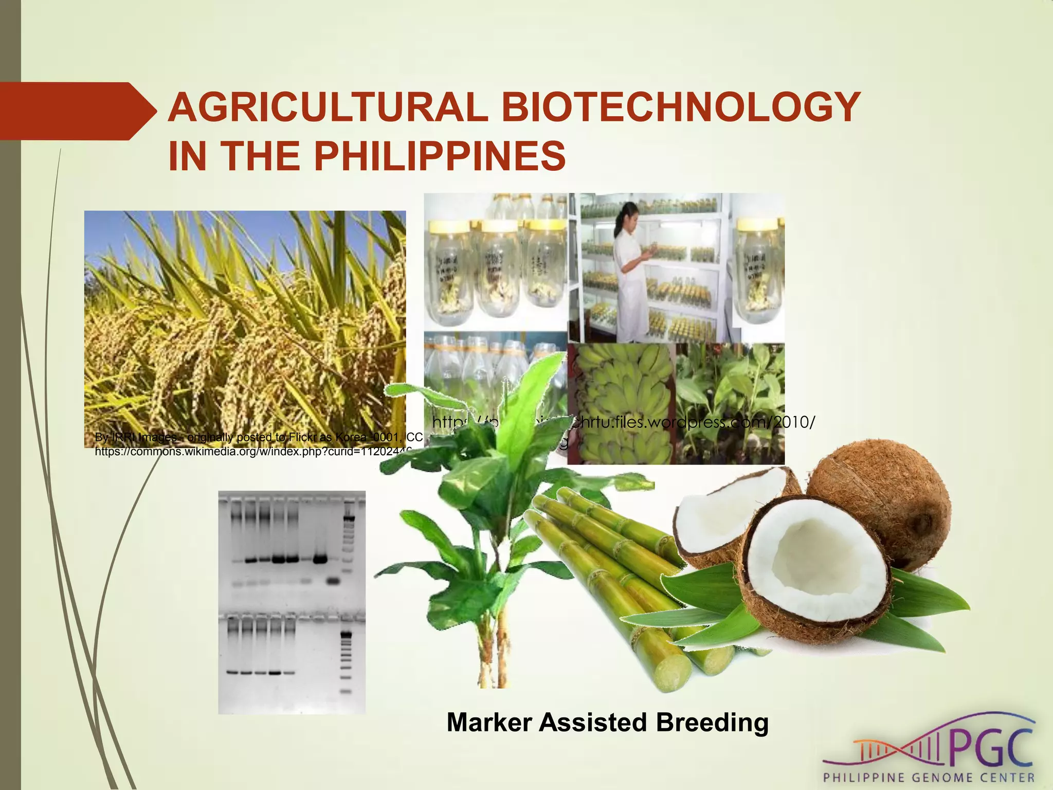 biotechnology a beginner guide to modern agricultural techniques | PPT